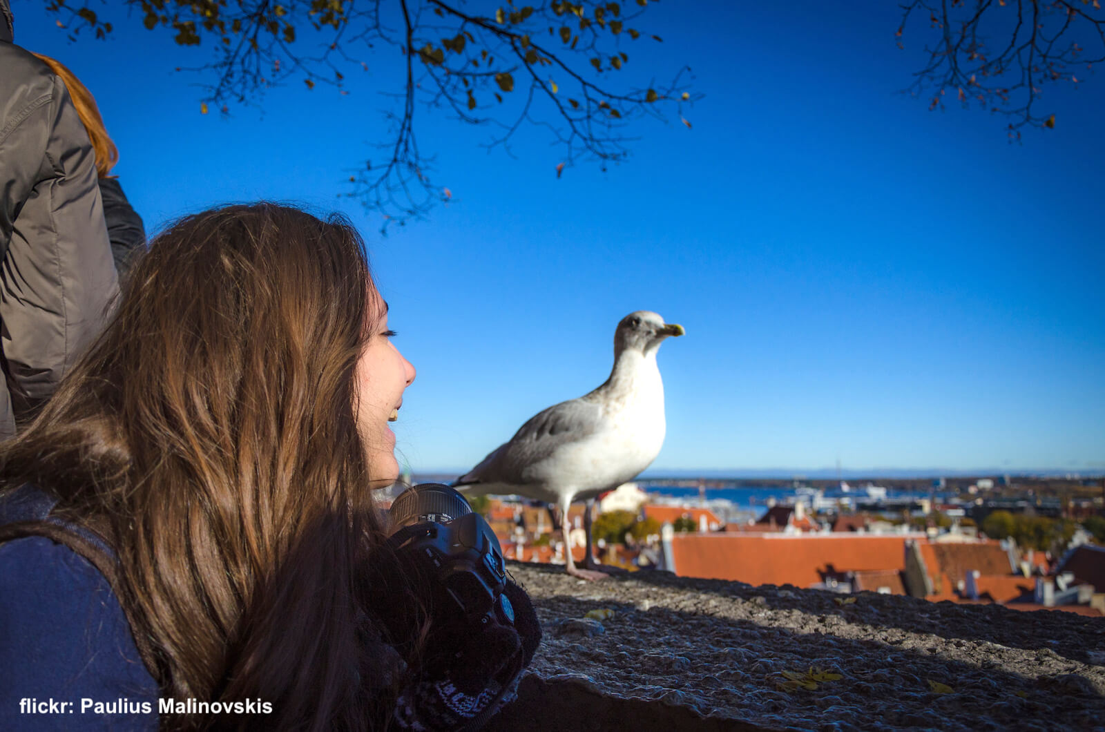 30+ Attractions That Prove Tallinn is The Most Stunning City - museuly